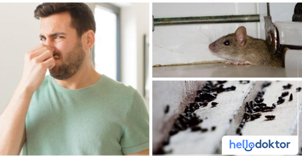 Taik Tikus Petanda Rumah Diserang 'Cik Ti'?: Alert Dengan 5 Tanda Lagi!