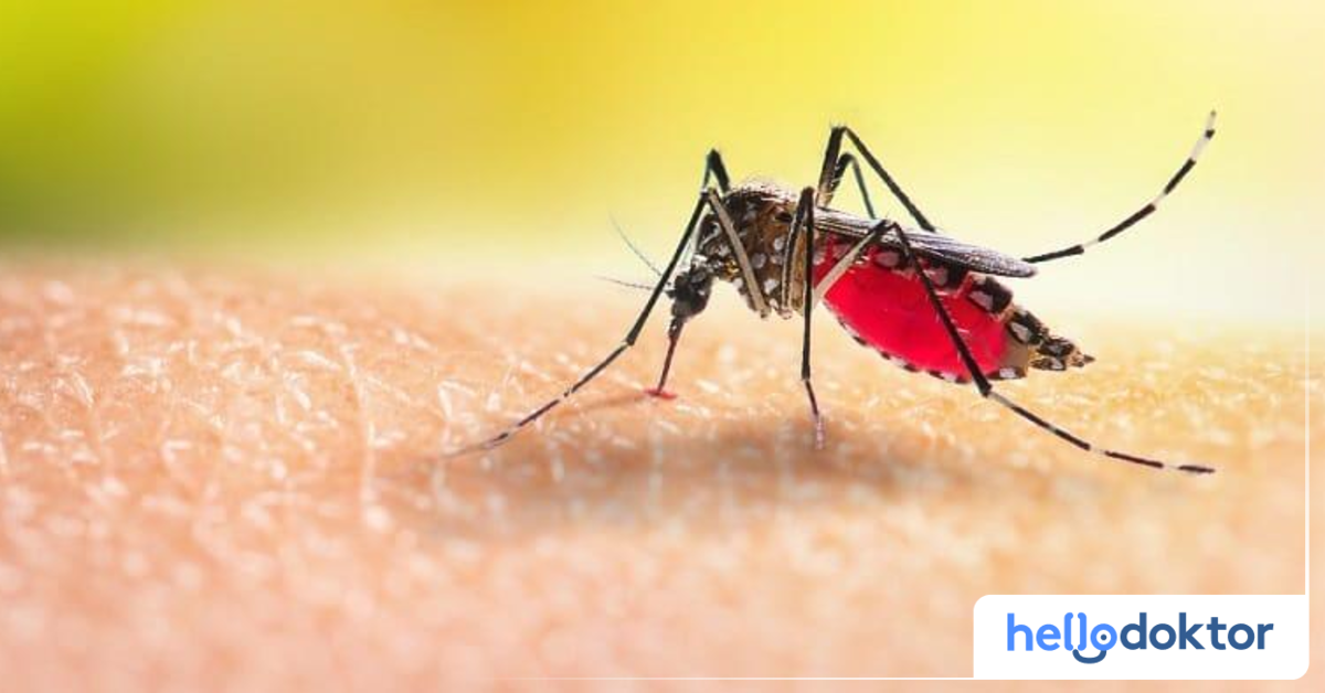 Cara Demam Denggi Merebak Dan Langkah Diagnosisnya