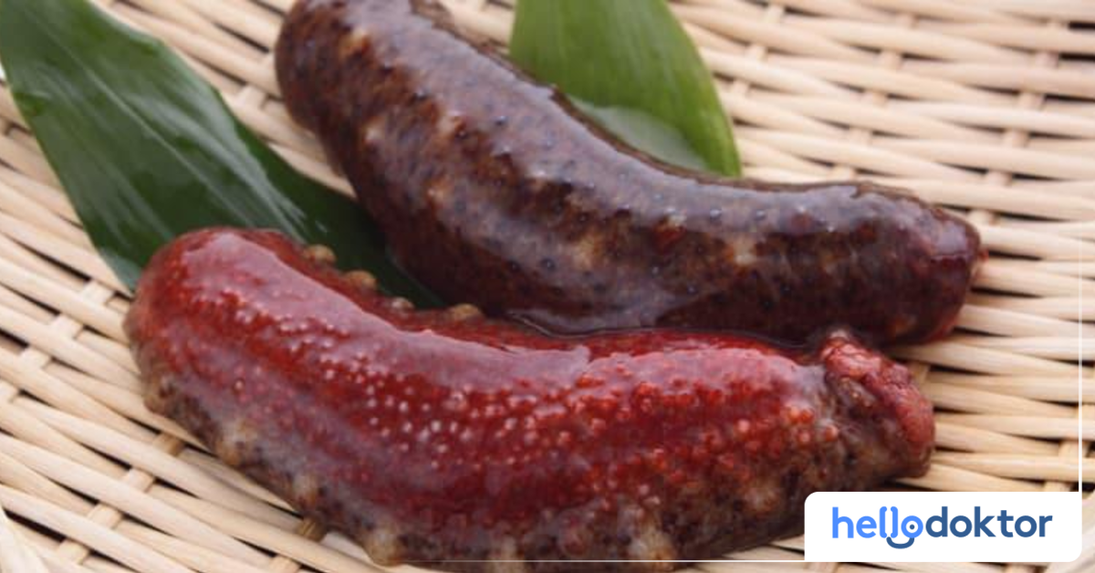 Manfaat Gamat Untuk Kesihatan: Boleh Jadi Makanan & Ubatan?